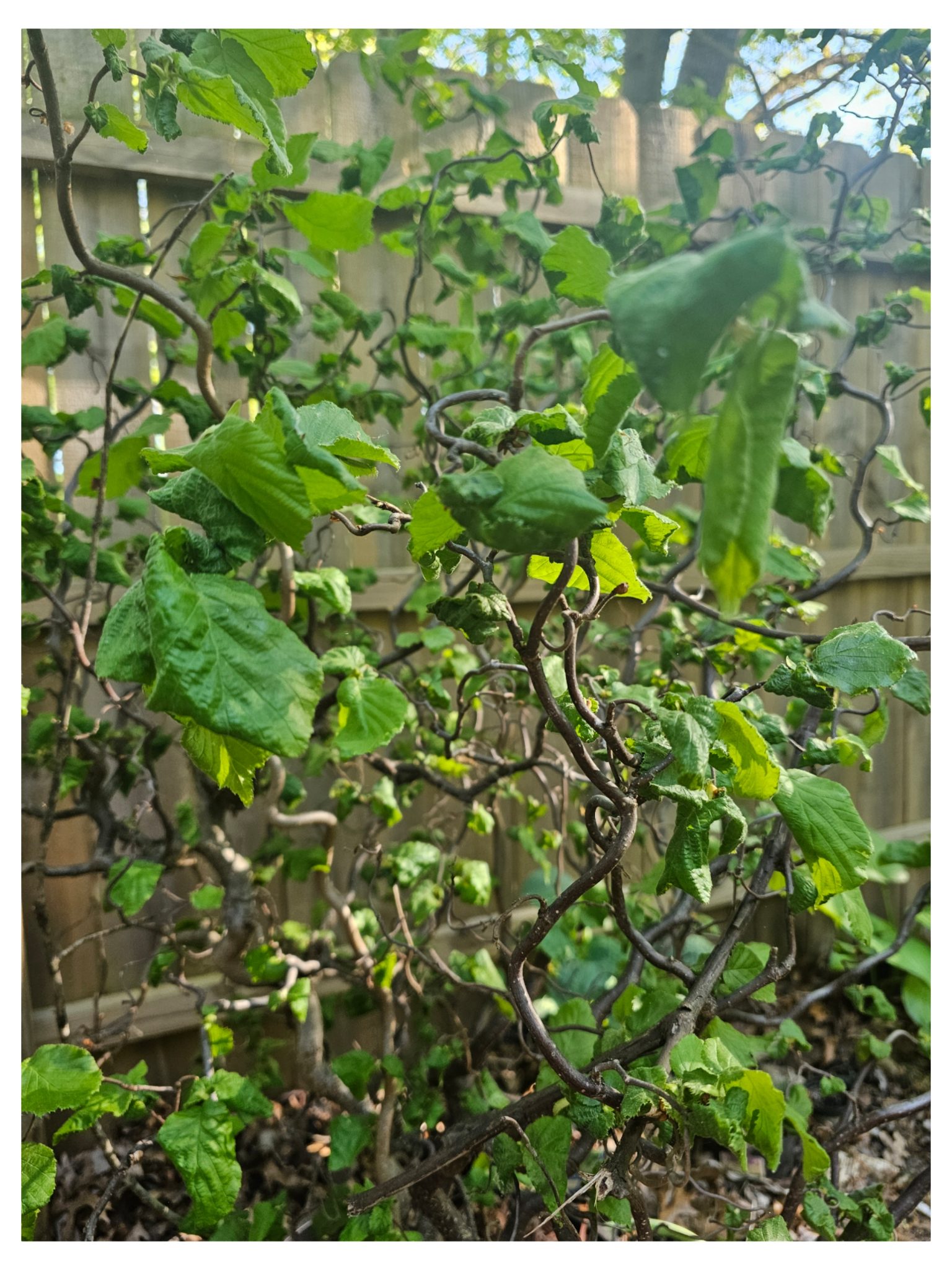 Foundation Plantings: The Whys, the Whats, and the Hows
