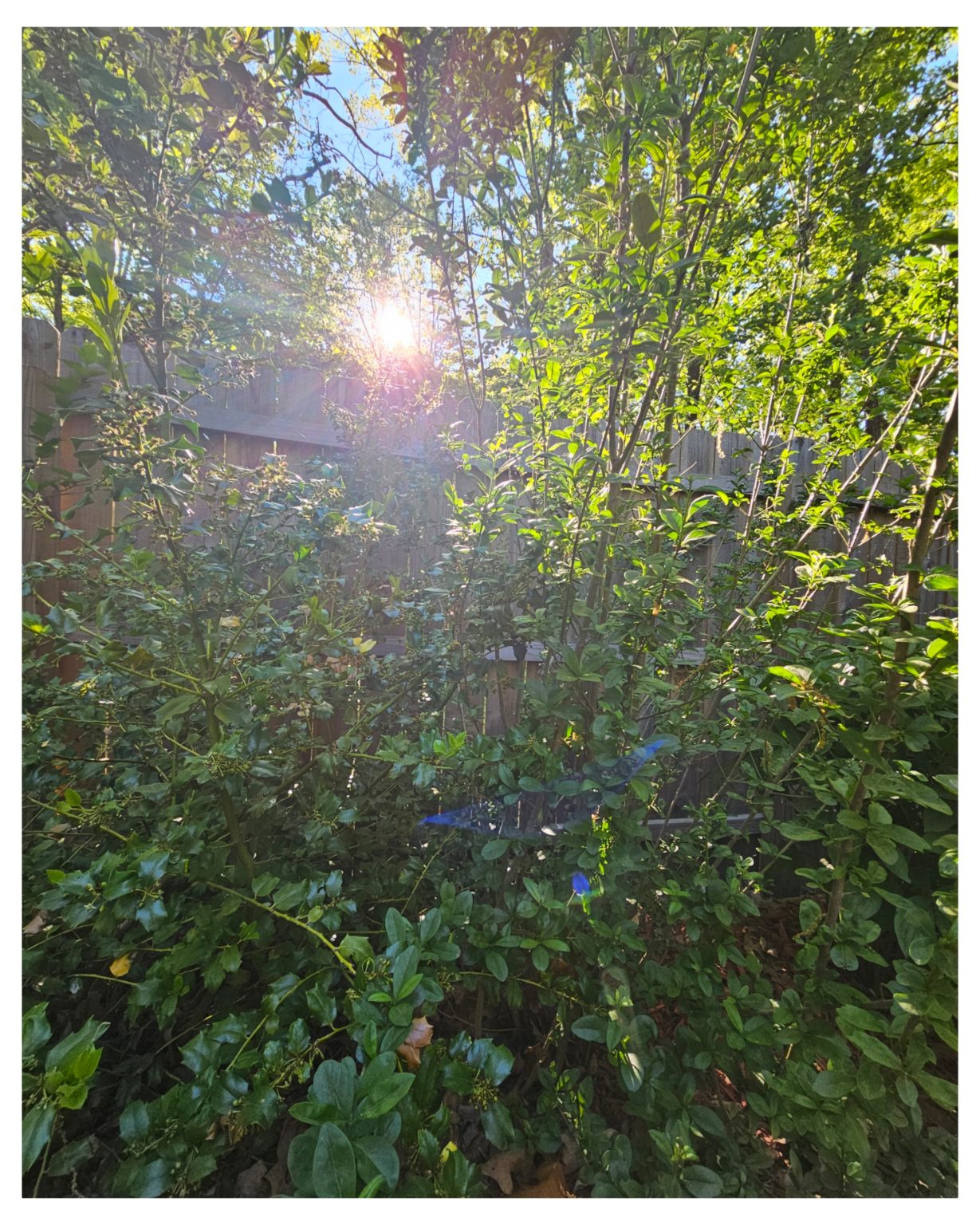 Foundation Plantings: The Whys, the Whats, and the Hows