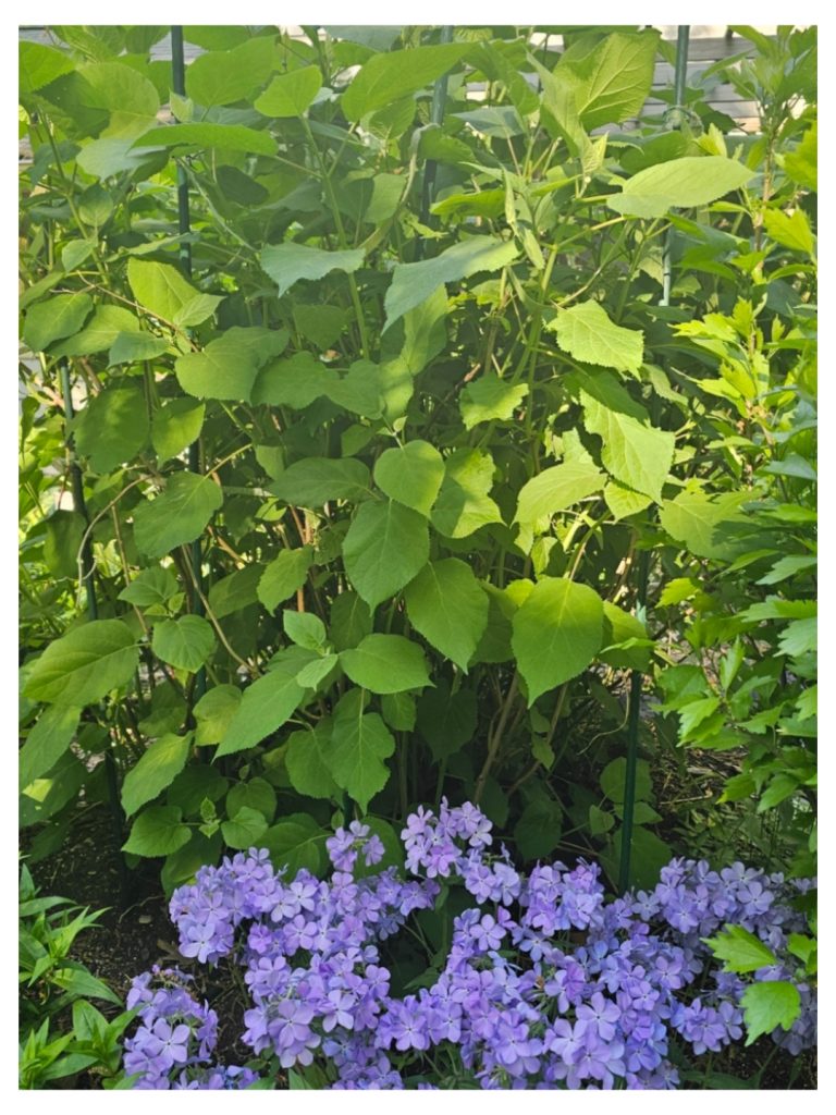 Foundation Plantings: The Whys, the Whats, and the Hows