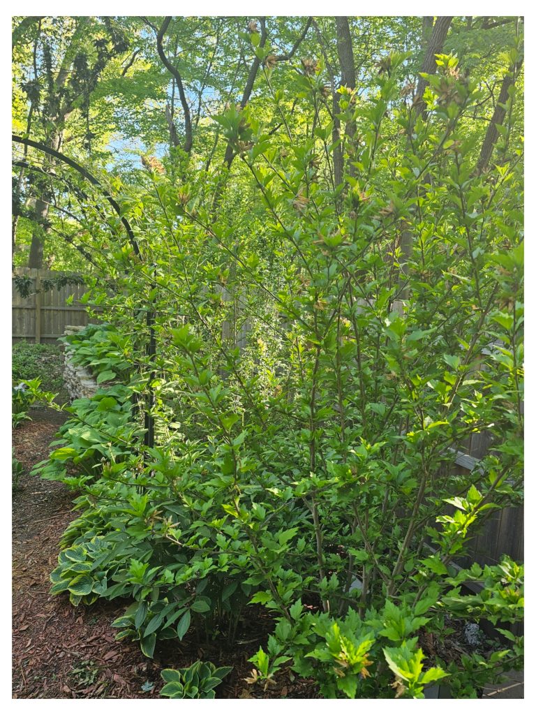 Foundation Plantings: The Whys, the Whats, and the Hows