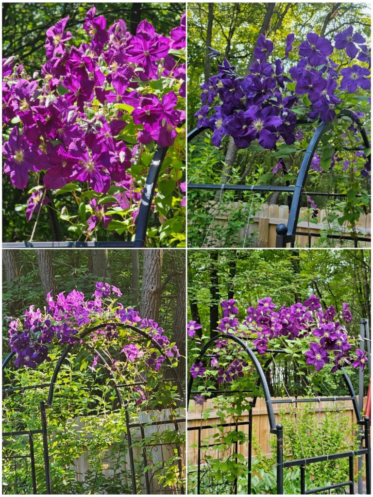 Foundation Plantings: The Whys, the Whats, and the Hows