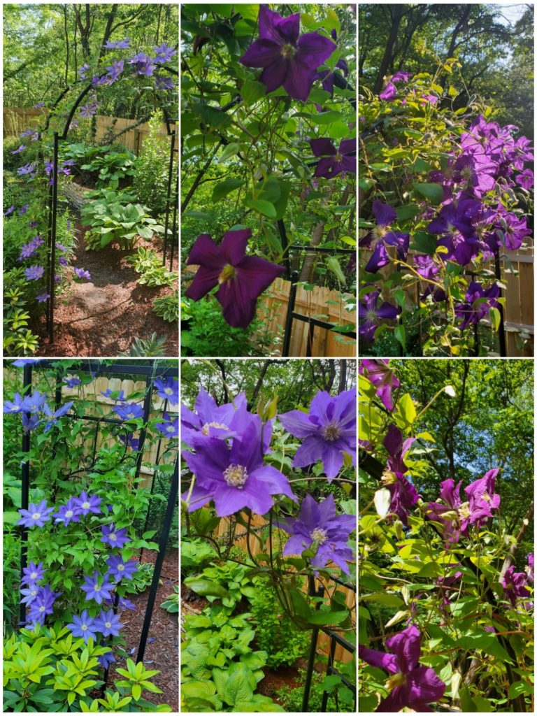 Foundation Plantings: The Whys, the Whats, and the Hows