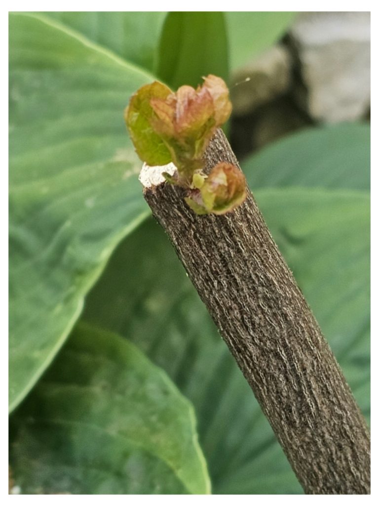 Foundation Plantings: The Whys, the Whats, and the Hows