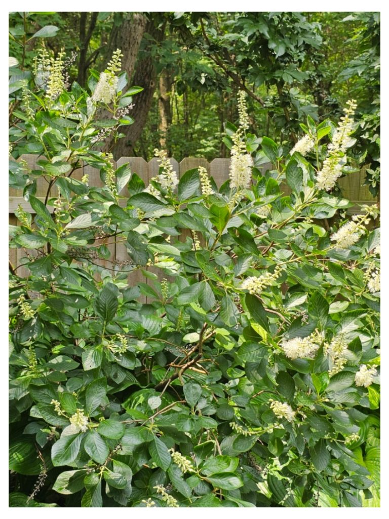 Foundation Plantings: The Whys, the Whats, and the Hows