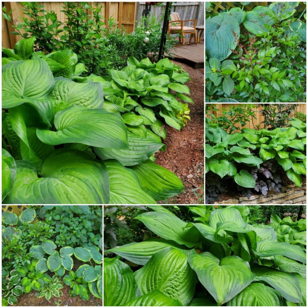 Foundation Plantings: The Whys, the Whats, and the Hows