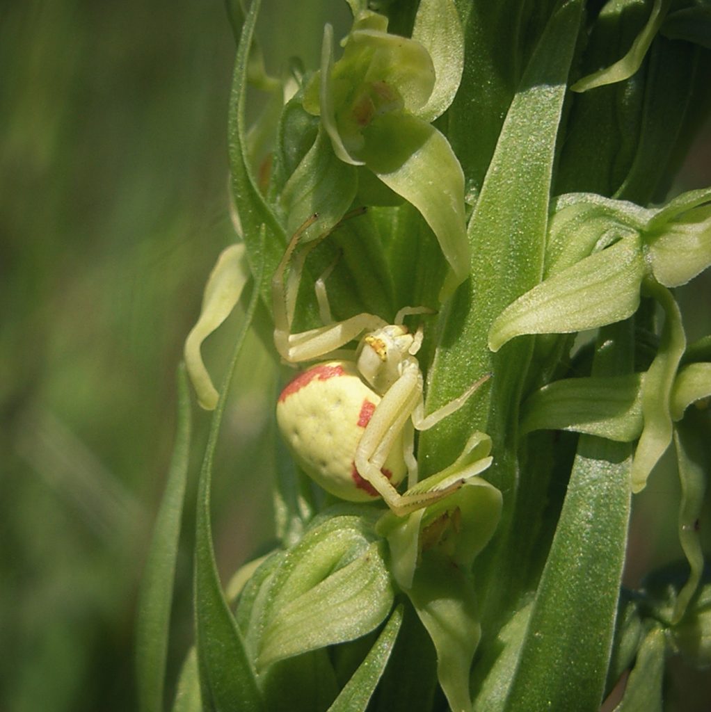 What Happens in the Hayfield Stays in the Hayfield