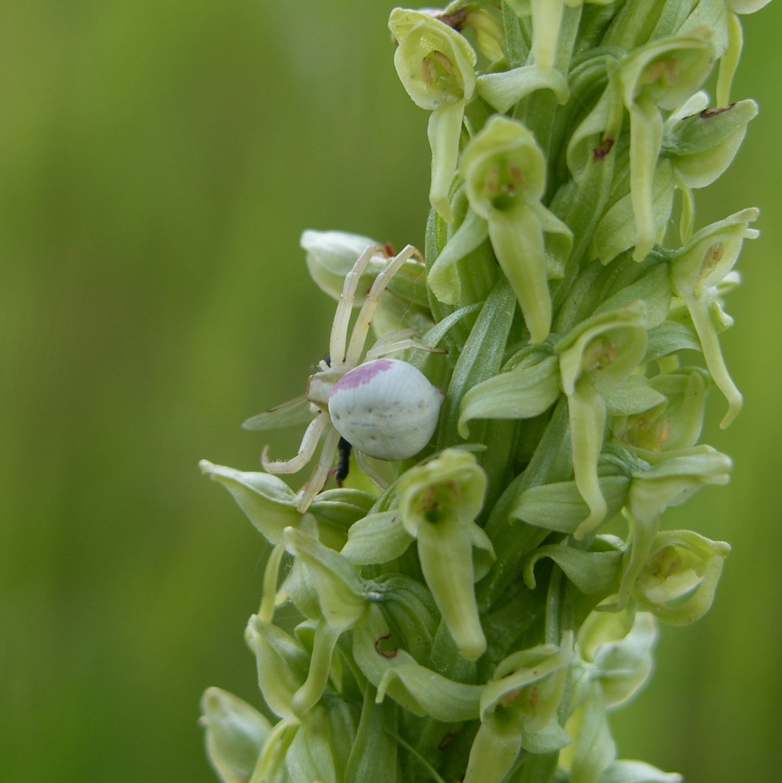 What Happens in the Hayfield Stays in the Hayfield