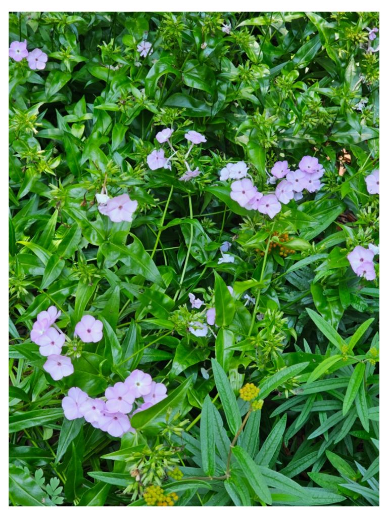 Growing Phlox in Sun through Shade