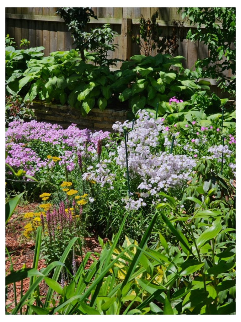 Growing Phlox in Sun through Shade