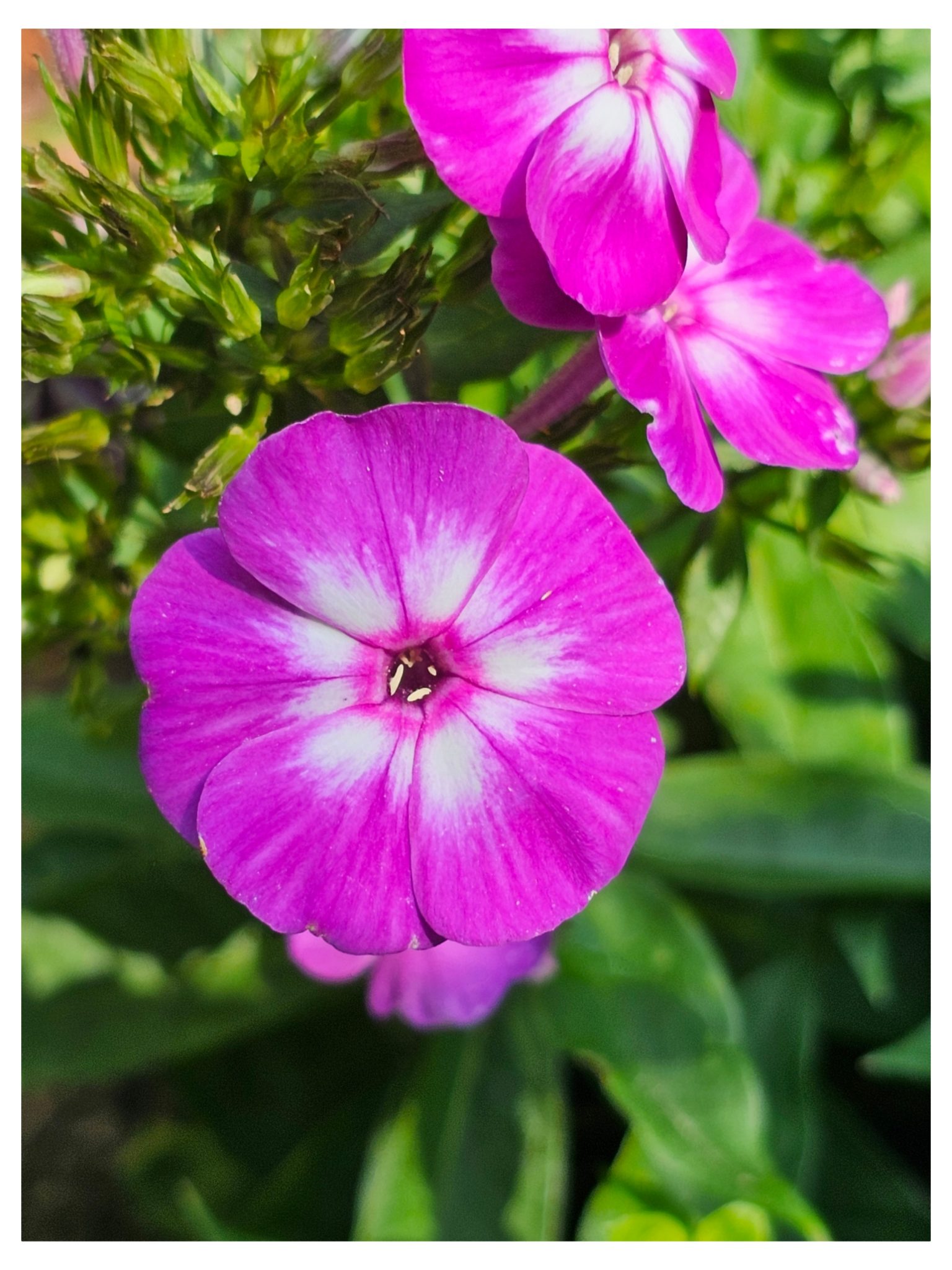 Growing Phlox in Sun through Shade