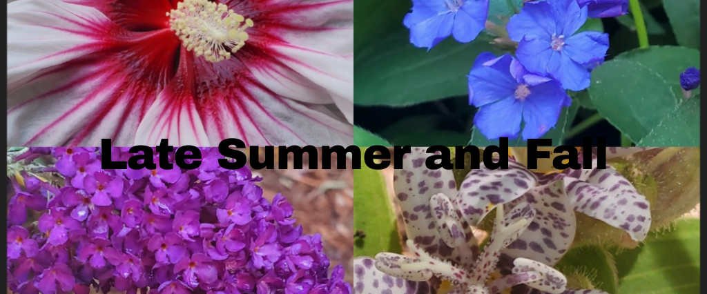 Late Summer and Fall - The Renaissance Garden Guy