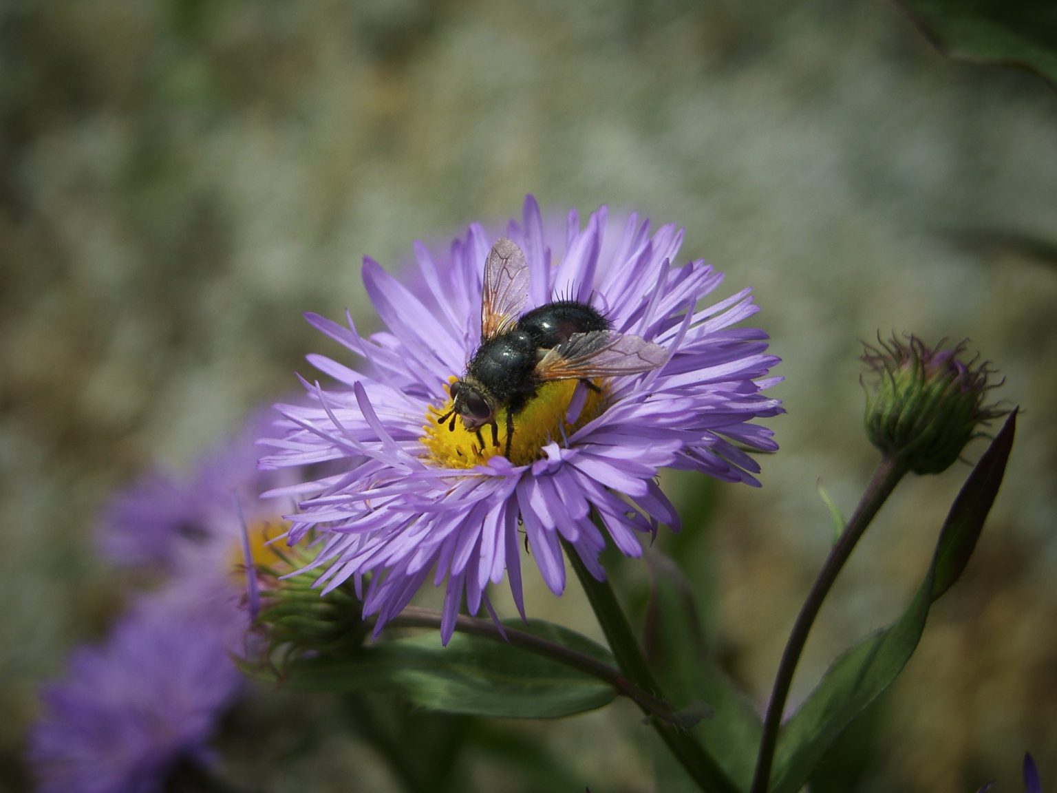 Poems of an Arthropodic Nature